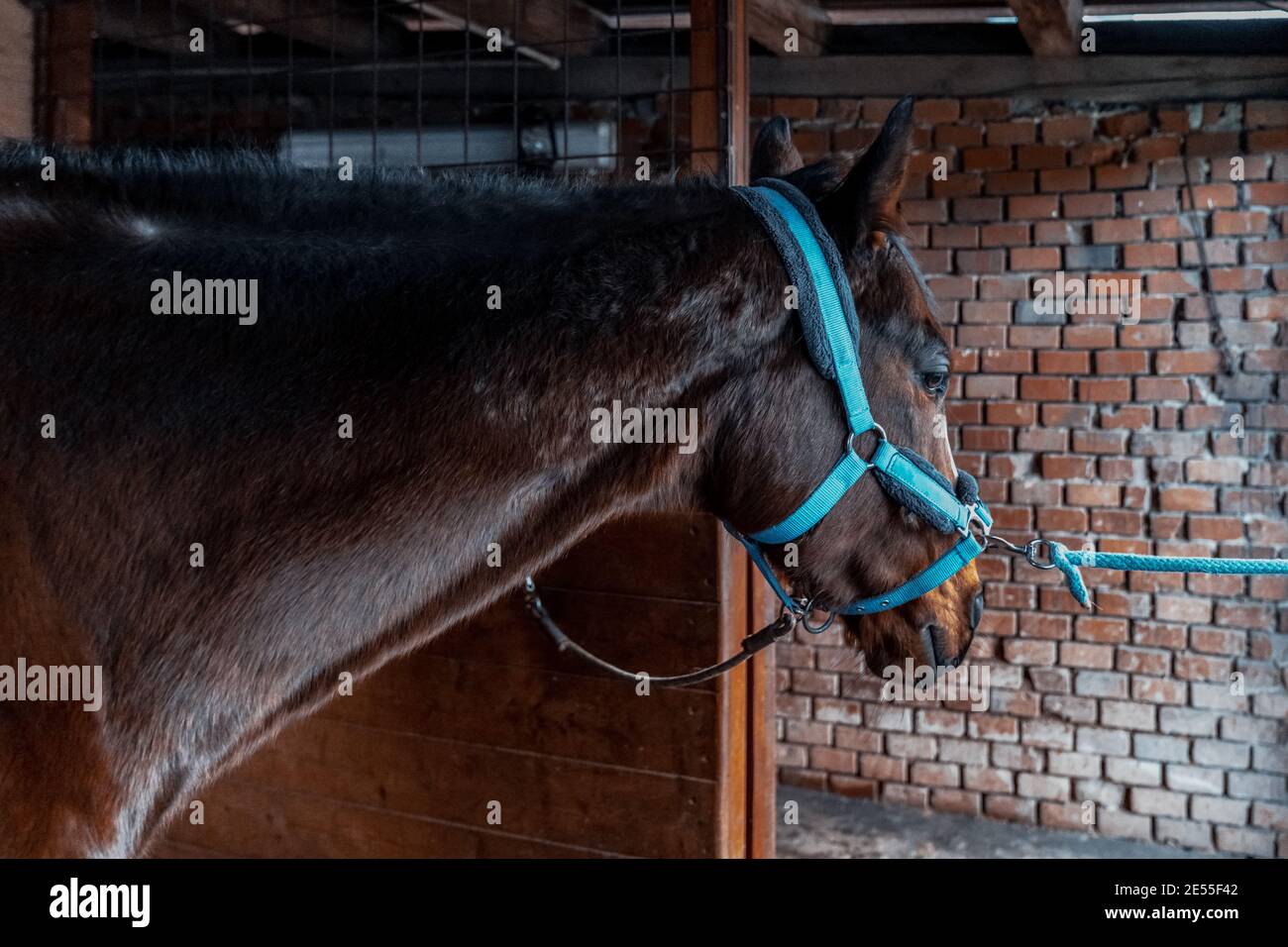 Horse in stall racing hi-res stock photography and images - Alamy
