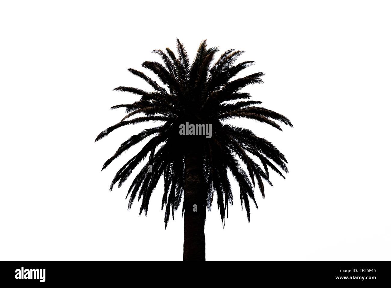 black and white symmetrical palm tree background with copy space Stock ...
