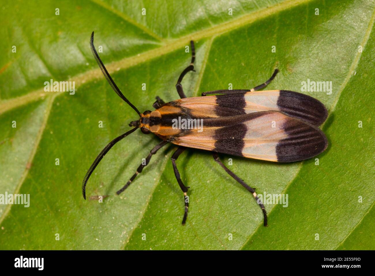 Lichen moth hi-res stock photography and images - Alamy