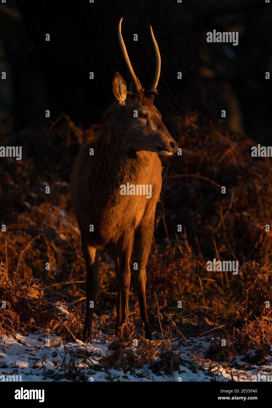 Richmond park wildlife hi-res stock photography and images - Alamy