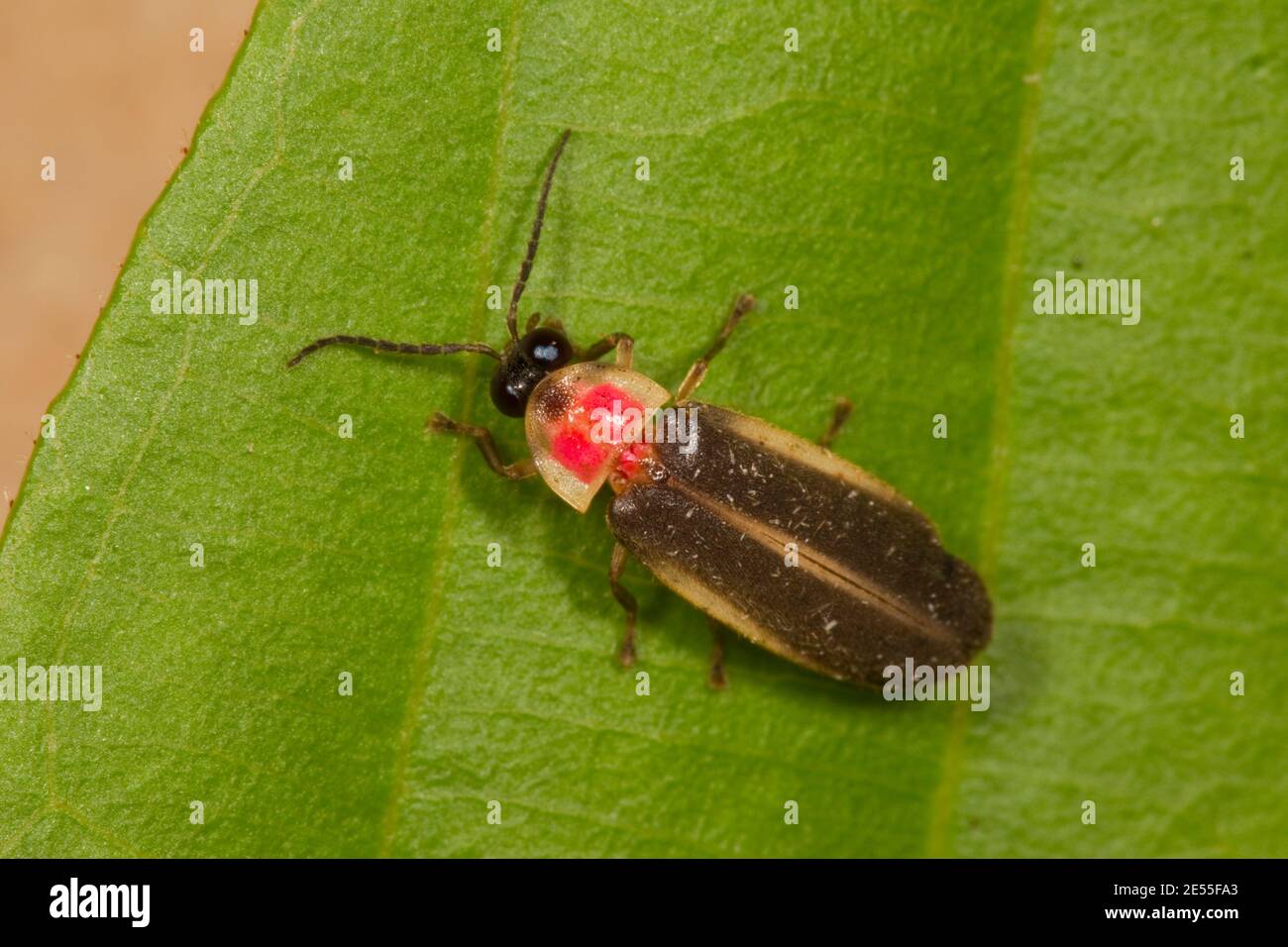 Unidentified Firefly, Photinus sp., Lampyridae. Length 9 mm. Two brief ...