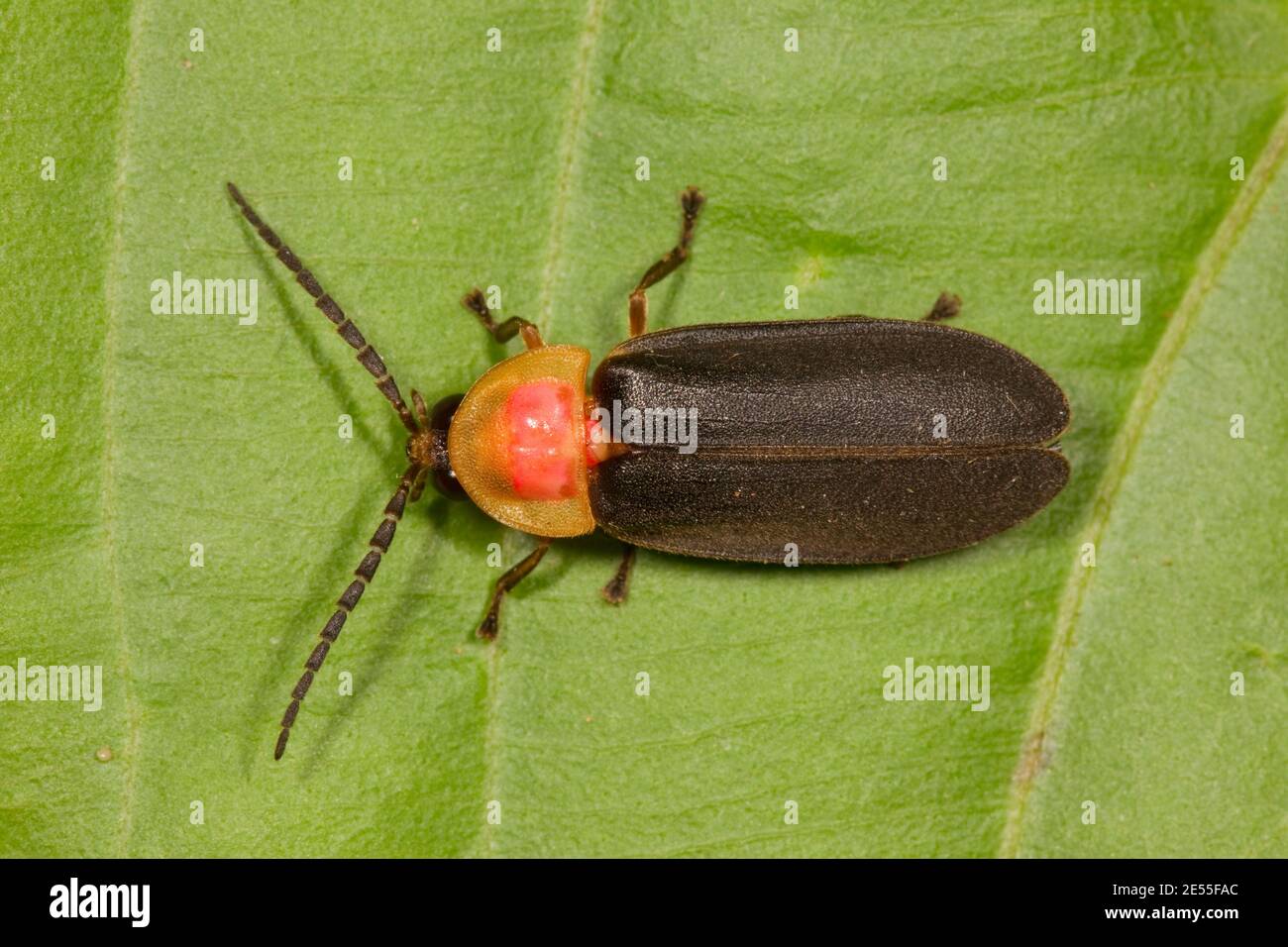 Unidentified Firefly, Tenaspis sp., Lampyridae. Length 16 mm. Long ...