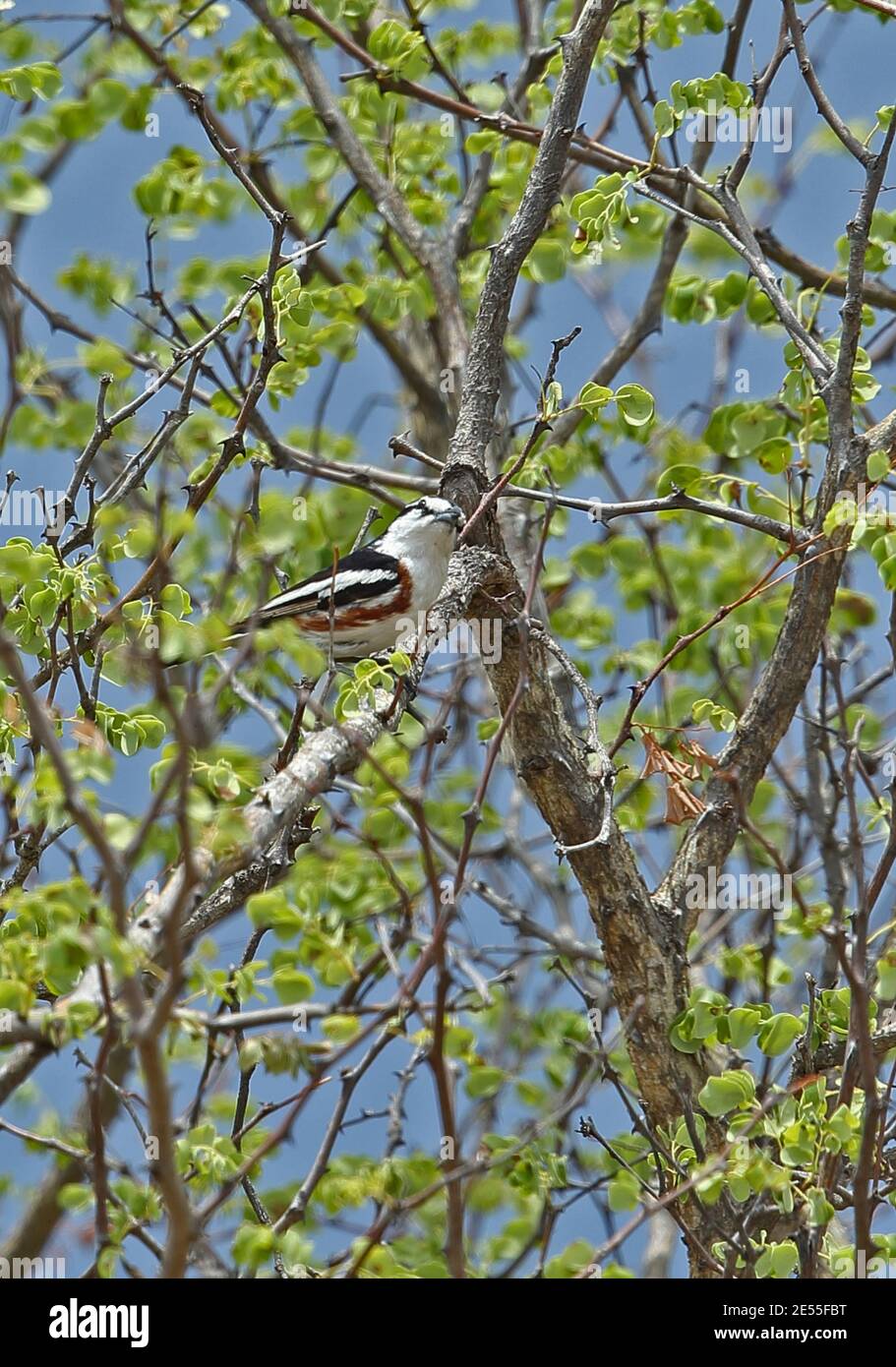 Nilaus afer hi-res stock photography and images - Alamy