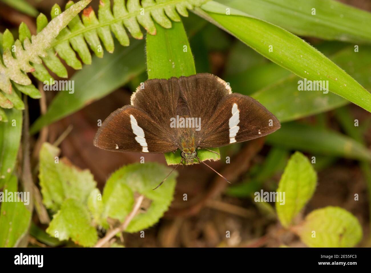 Displaced Banded-Skipper Butterfly, Autochton itylus, Hesperiidae ...