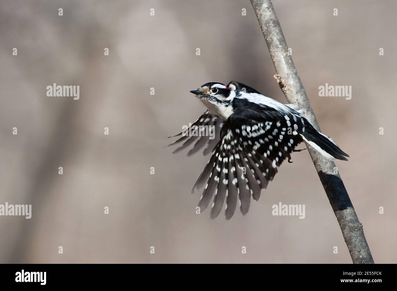 Hairy Woodpecker In Flight Adirondack Woodpeckers