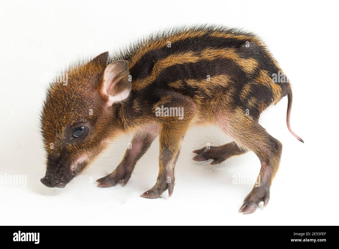 The baby banded pig (Sus scrofa vittatus) also known as the Indonesian ...