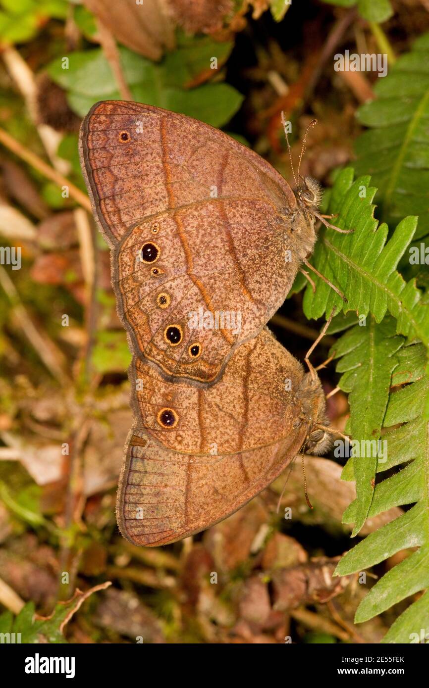 Satyr butterfly hi-res stock photography and images - Alamy
