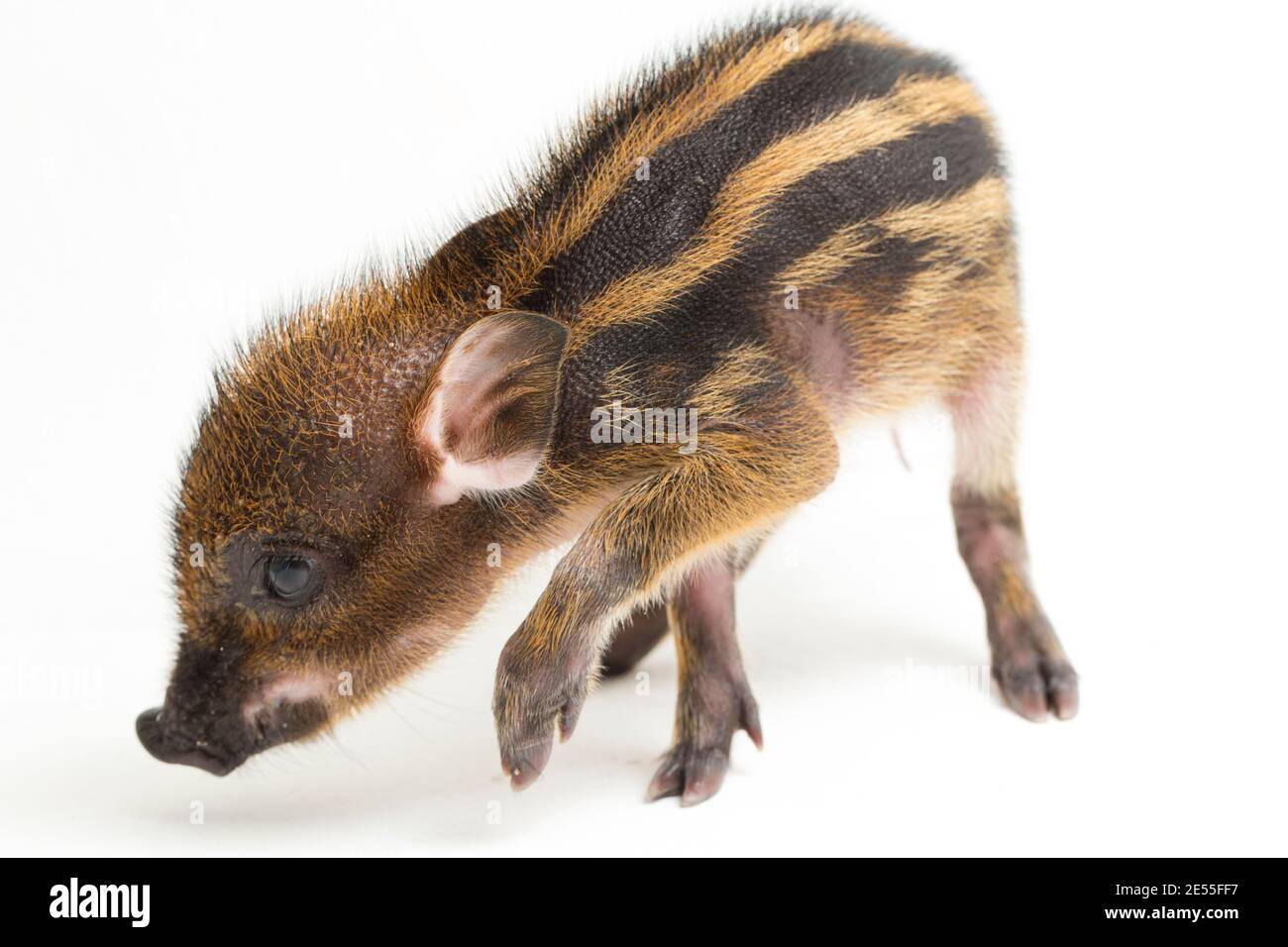 The baby banded pig (Sus scrofa vittatus) also known as the Indonesian ...