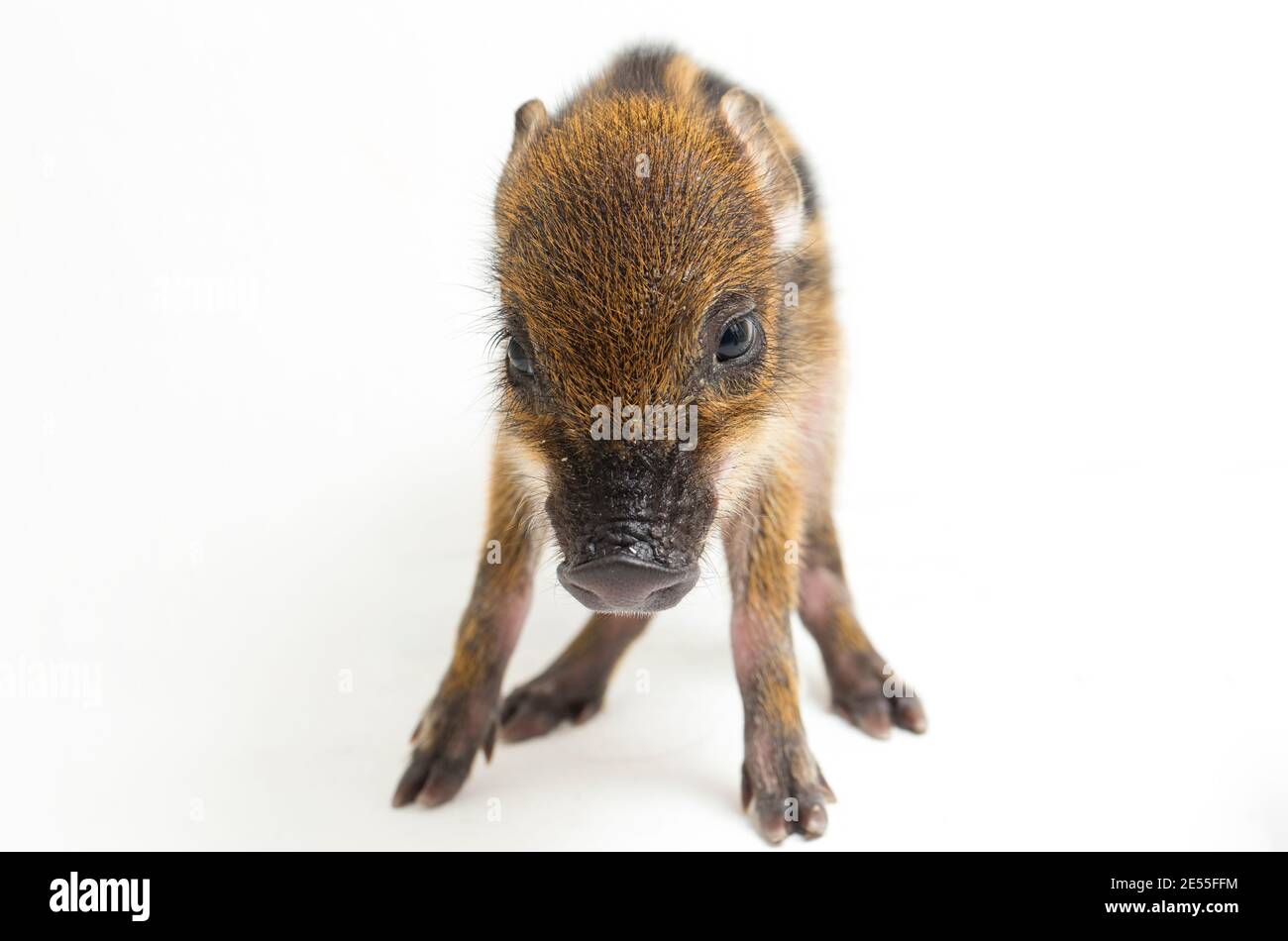 The baby banded pig (Sus scrofa vittatus) also known as the Indonesian ...