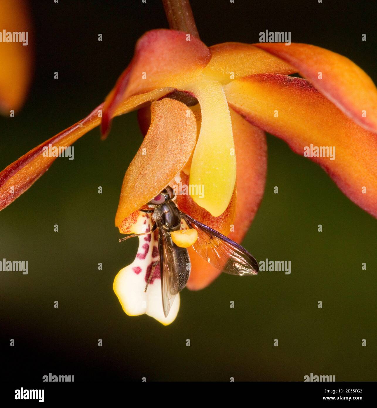 Pollinating fly orchid hi-res stock photography and images - Alamy