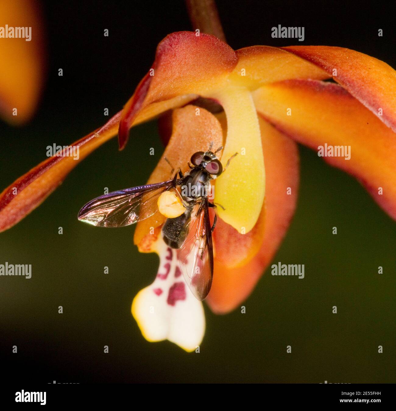 Pollinating fly orchid hi-res stock photography and images - Alamy