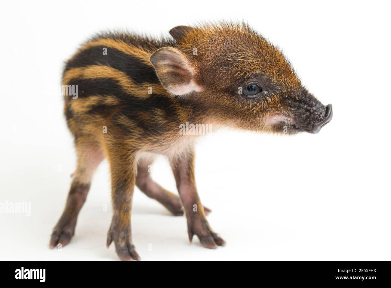 The baby banded pig (Sus scrofa vittatus) also known as the Indonesian ...
