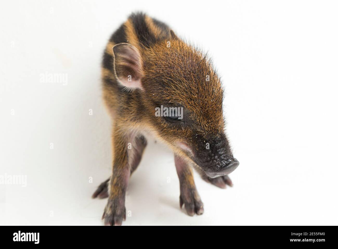 Sus scrofa vittatus hi-res stock photography and images - Alamy