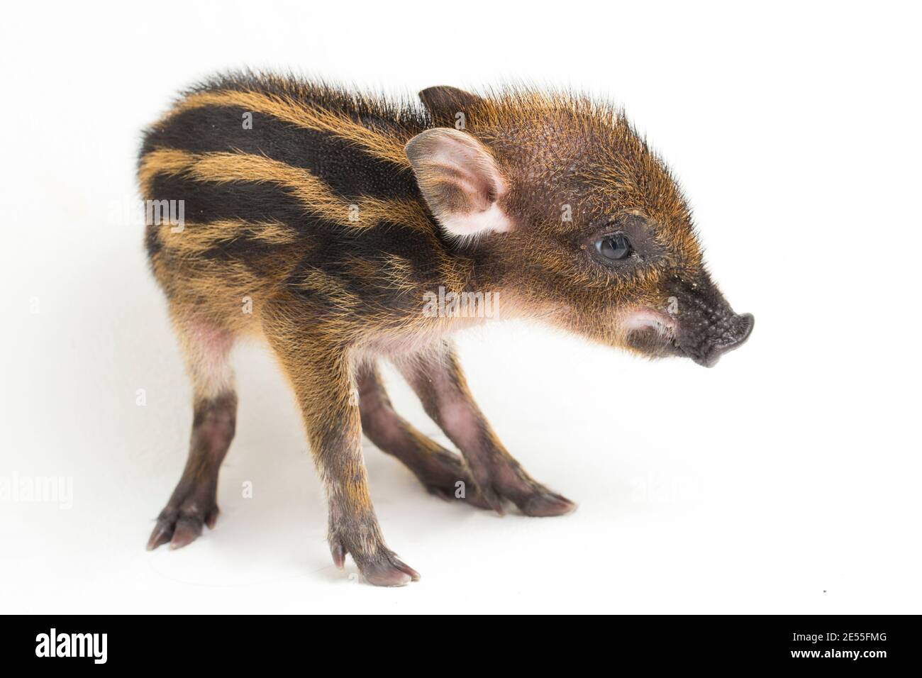 The baby banded pig (Sus scrofa vittatus) also known as the Indonesian ...