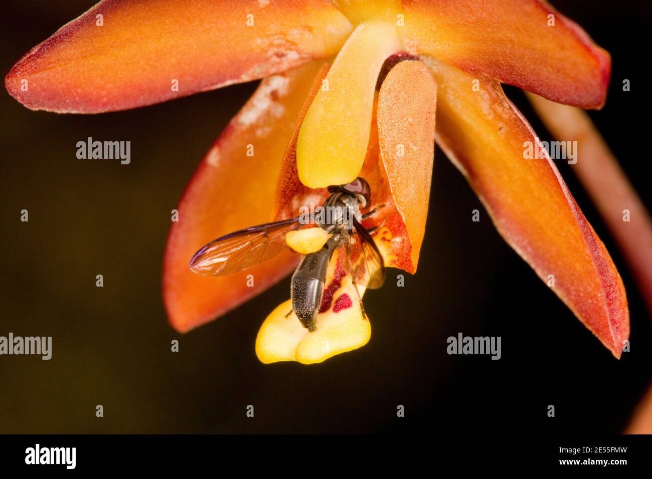 Pollinating fly orchid hi-res stock photography and images - Alamy
