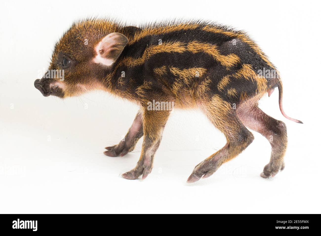 The baby banded pig (Sus scrofa vittatus) also known as the Indonesian ...