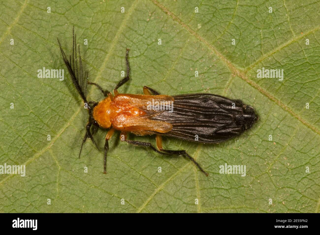 Phengodidae hi-res stock photography and images - Alamy