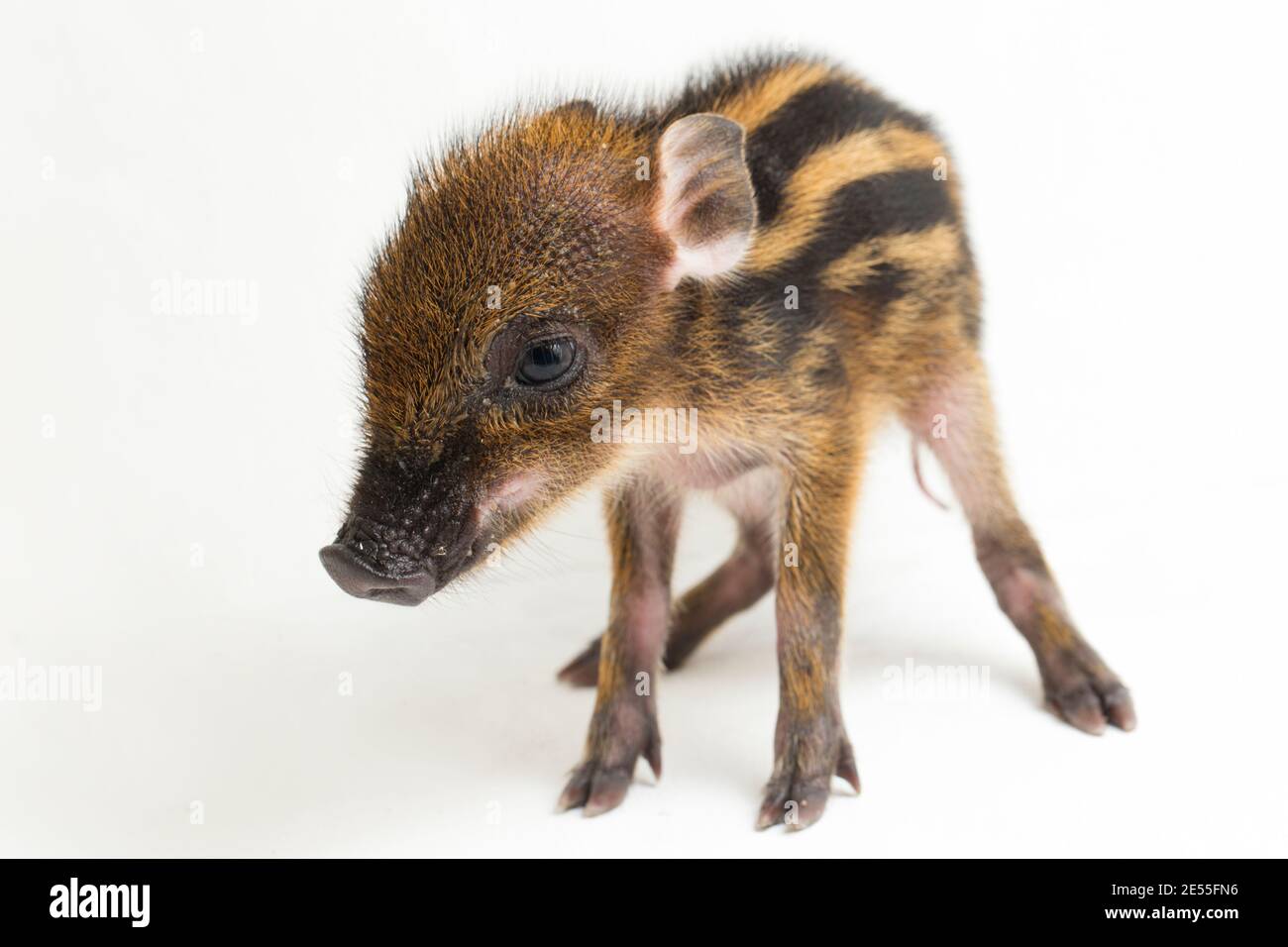 The baby banded pig (Sus scrofa vittatus) also known as the Indonesian ...