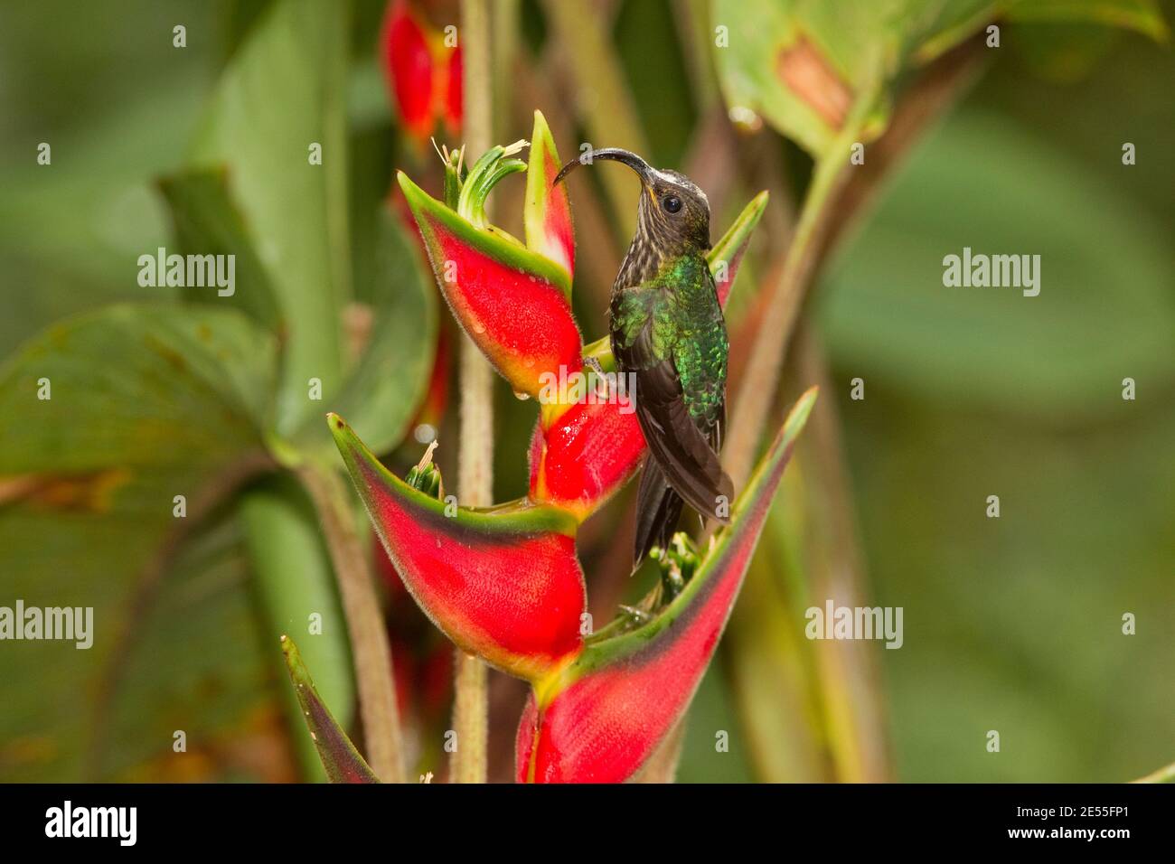 Eutoxeres aquila heliconia hi-res stock photography and images - Alamy