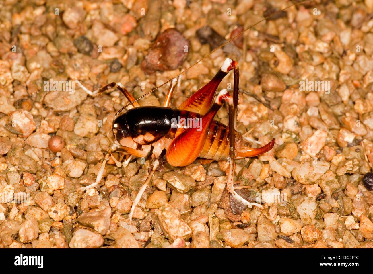 Camel cricket hi-res stock photography and images - Alamy