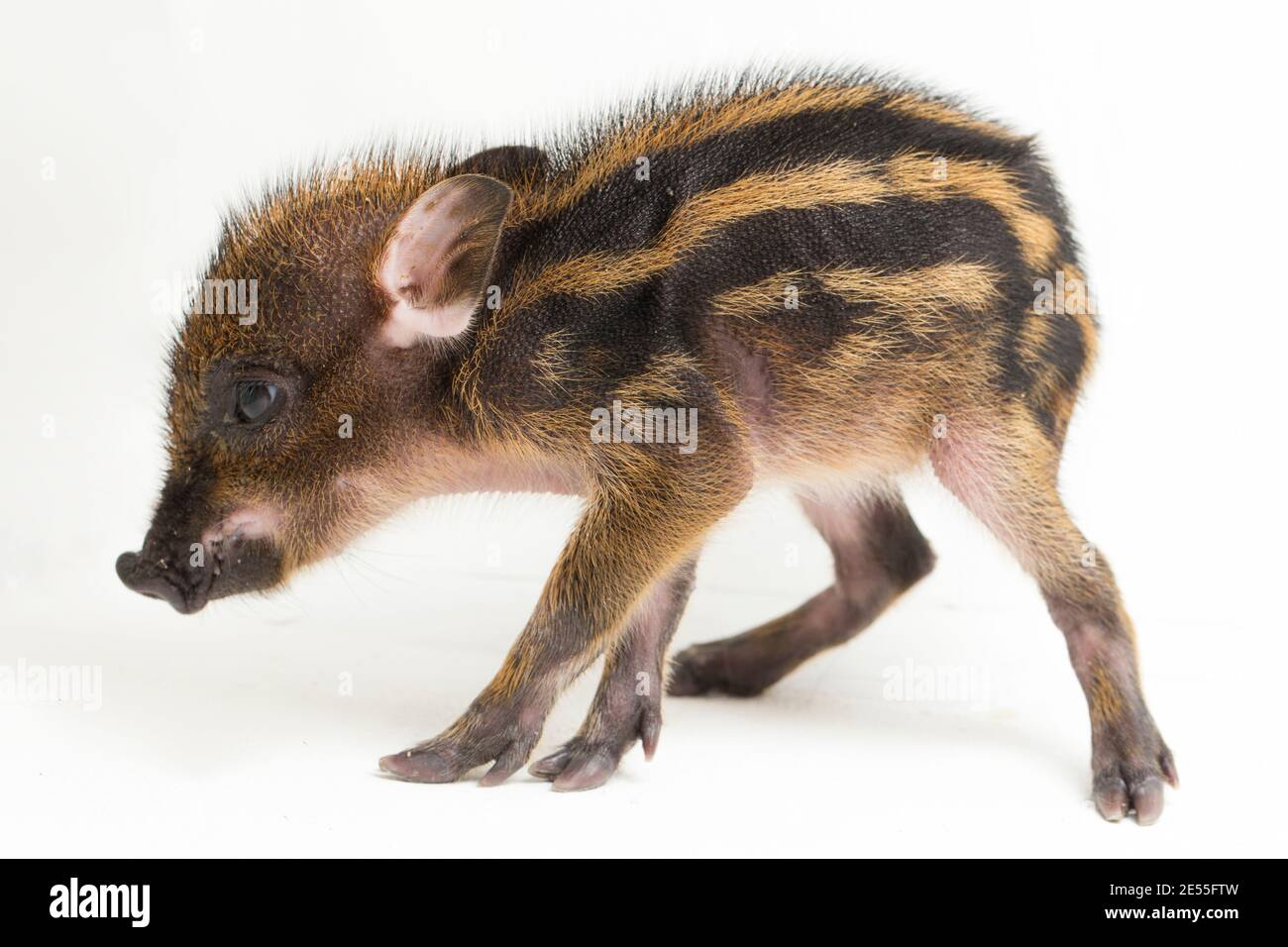The baby banded pig (Sus scrofa vittatus) also known as the Indonesian ...