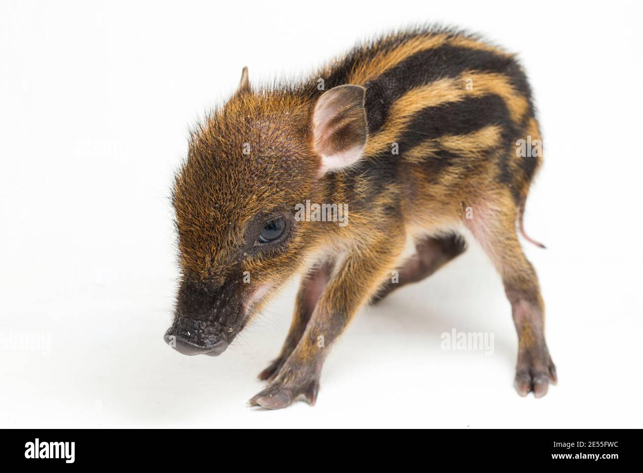 The baby banded pig (Sus scrofa vittatus) also known as the Indonesian ...