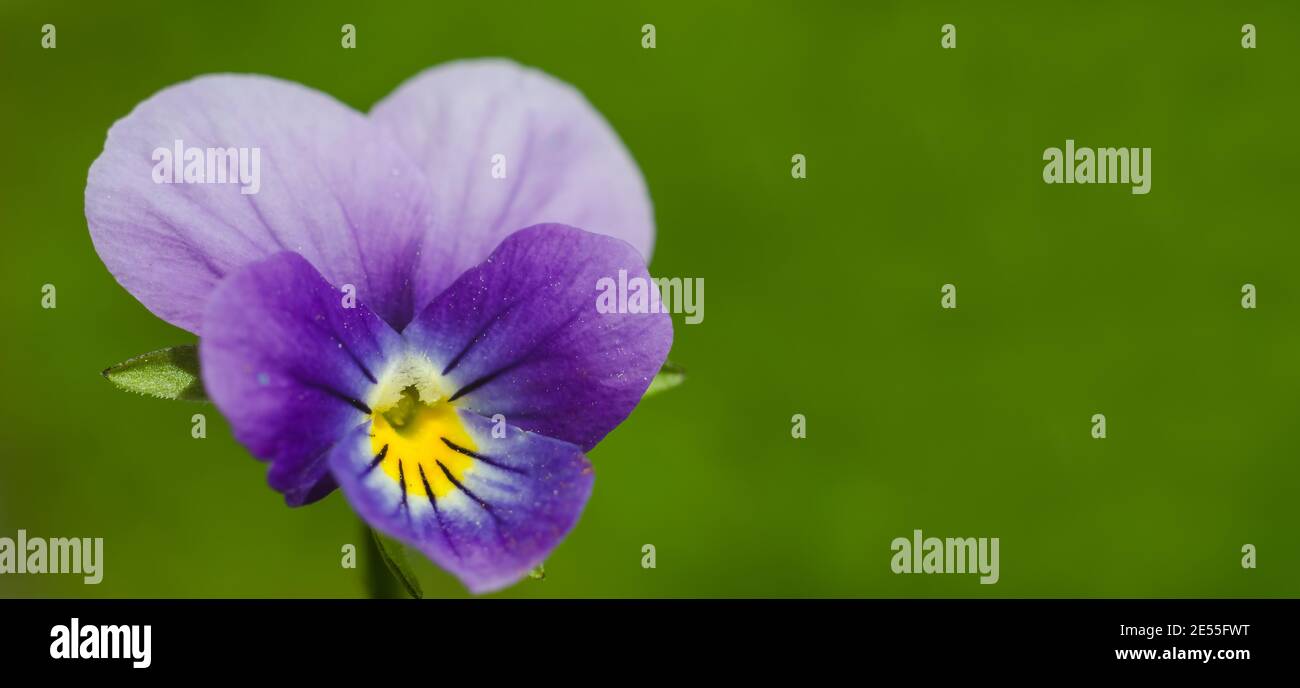 Greeting card banner background, delicate violet flower on green ...