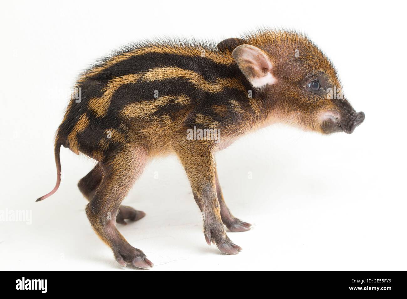 Boar habitat Cut Out Stock Images & Pictures - Alamy