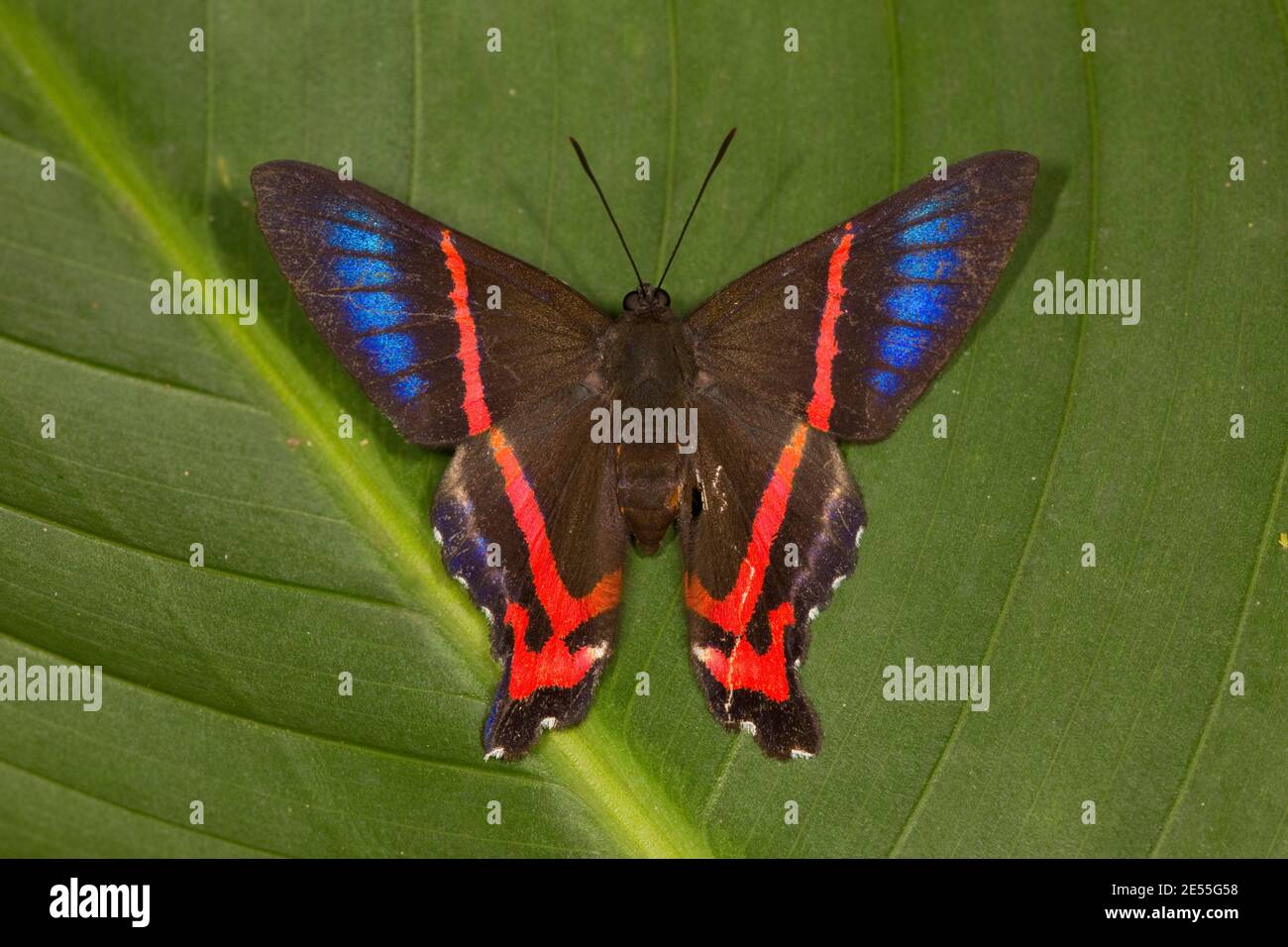 Ancyluris aulestes hi-res stock photography and images - Alamy