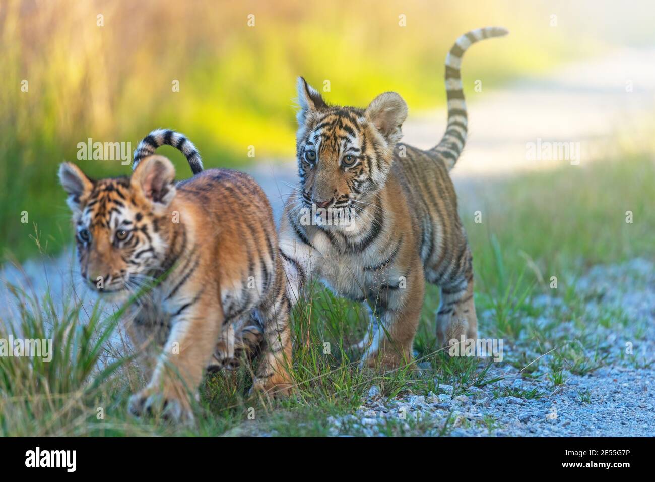 Bengal Tiger Cubs