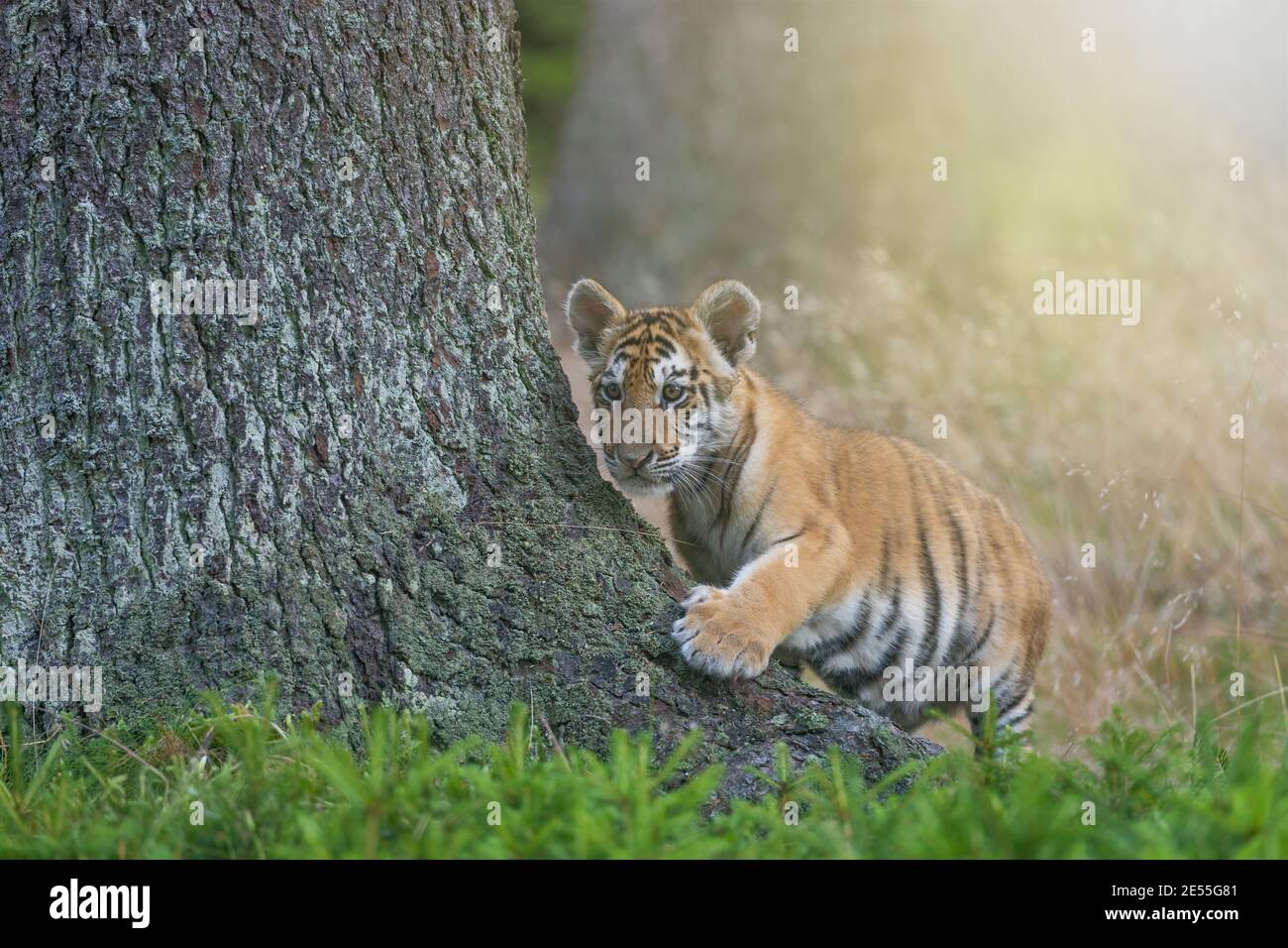 Bengal tiger cub posing near a tree trunk in the forest. Horizontally ...