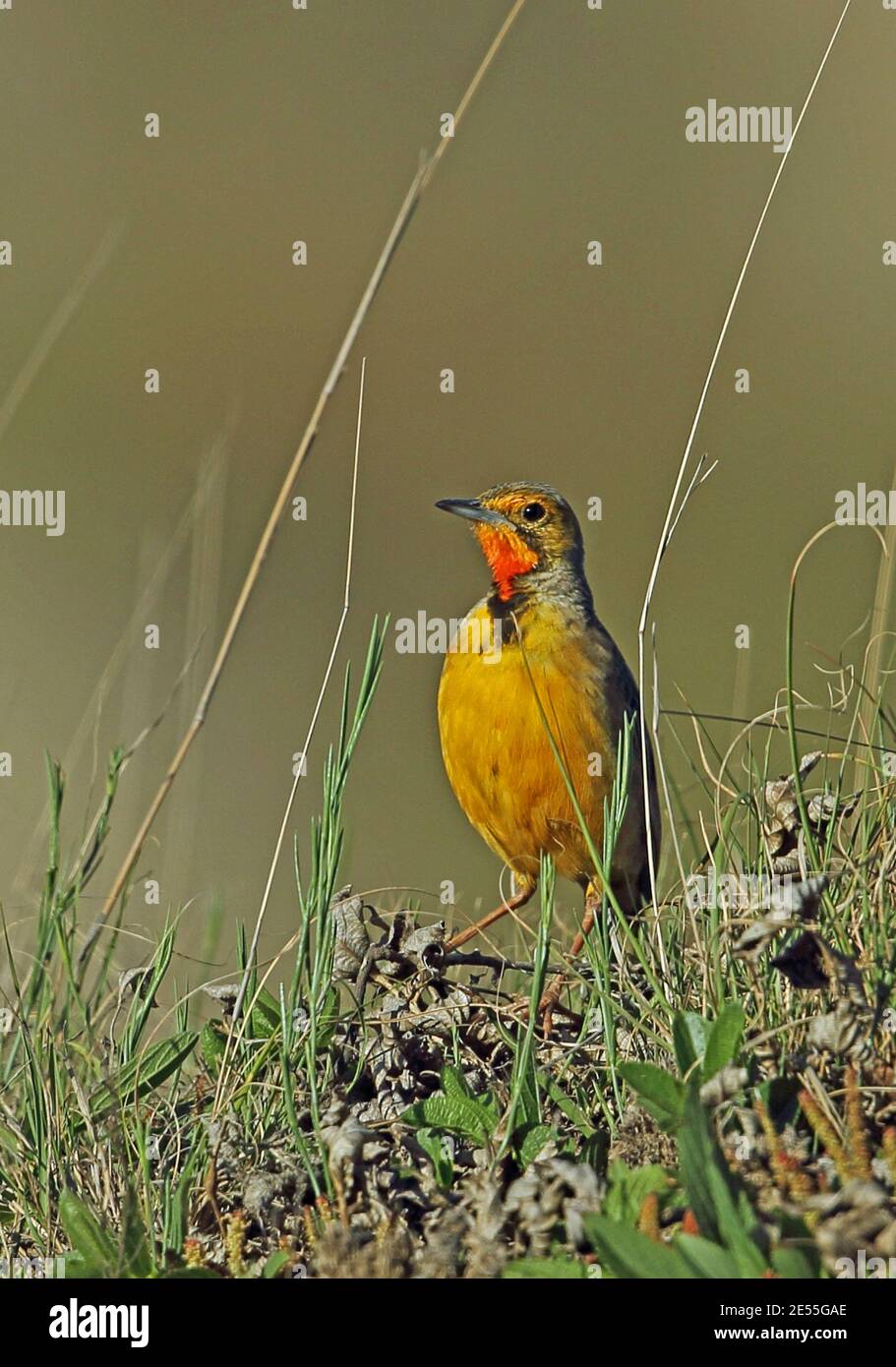 Cape Longclaw (Macronyx capensis colletti) adult male perched on grassy ...