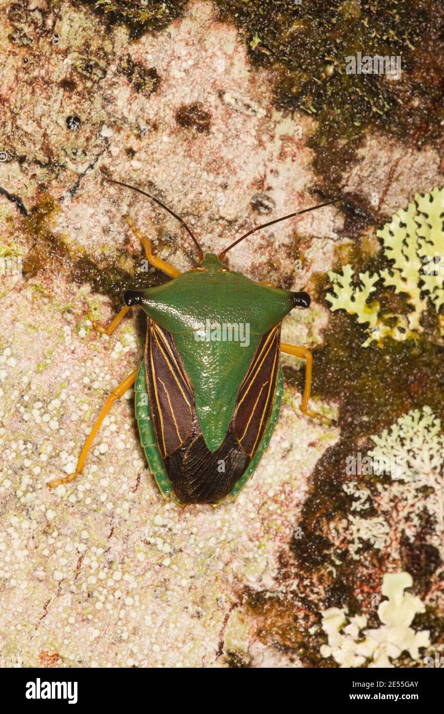 Unidentified Stink Bug, Pentatomidae. Length 27 mm Stock Photo - Alamy
