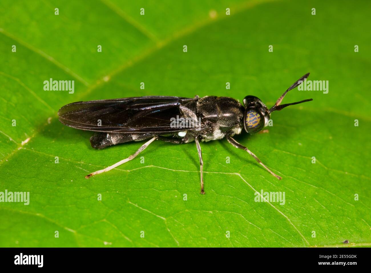 Stratiomyidae hi-res stock photography and images - Alamy