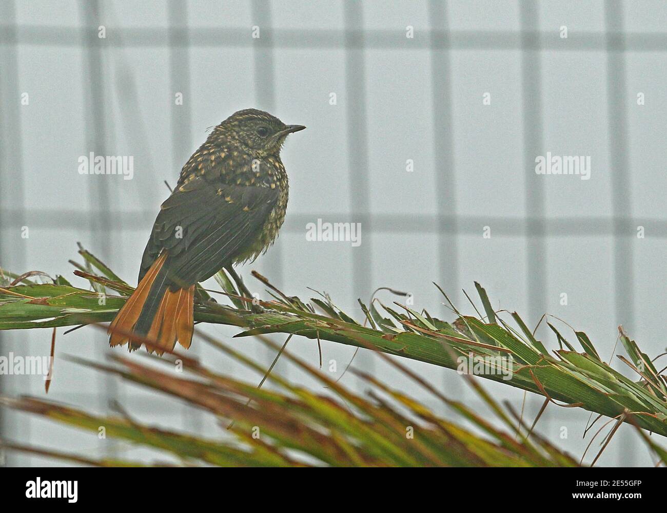 Cape Robin-chat (Cossypha caffra caffra) juvenile on vegetation by ...