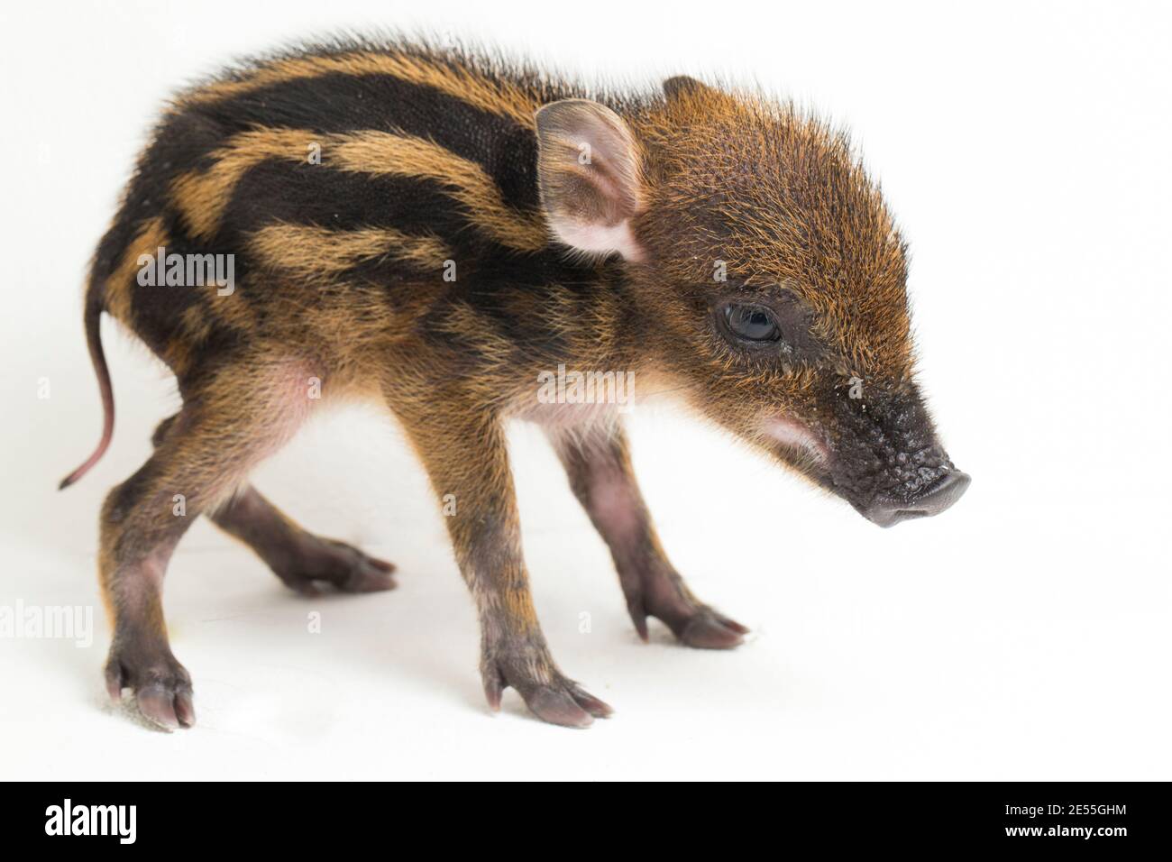 The baby banded pig (Sus scrofa vittatus) also known as the Indonesian ...