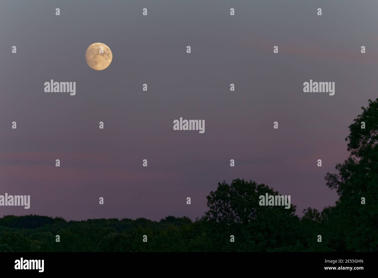 Pink moon above trees hi-res stock photography and images - Alamy