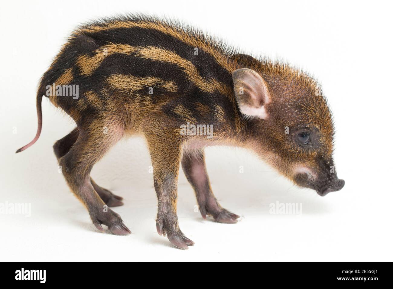 The baby banded pig (Sus scrofa vittatus) also known as the Indonesian ...