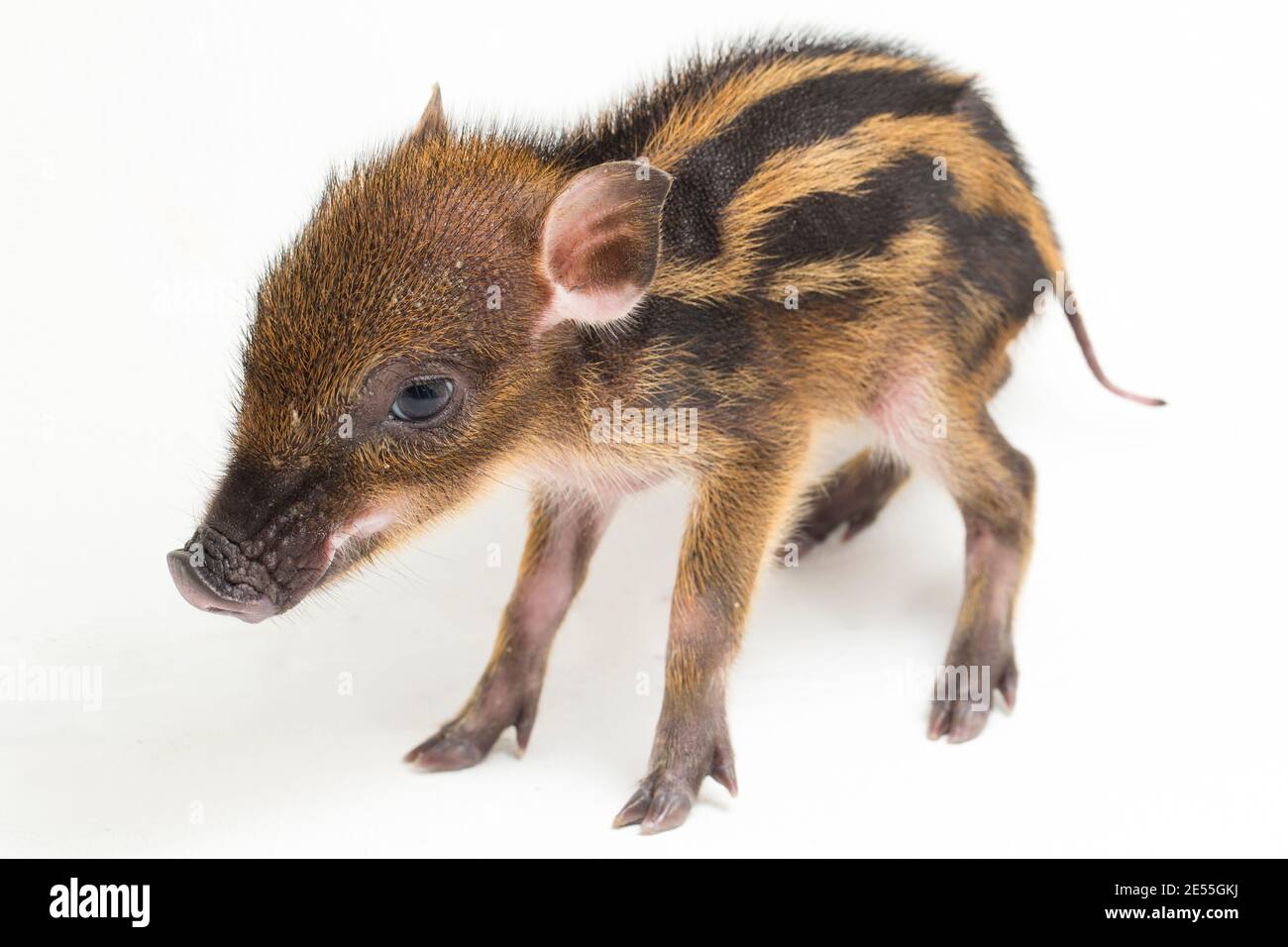 The baby banded pig (Sus scrofa vittatus) also known as the Indonesian ...