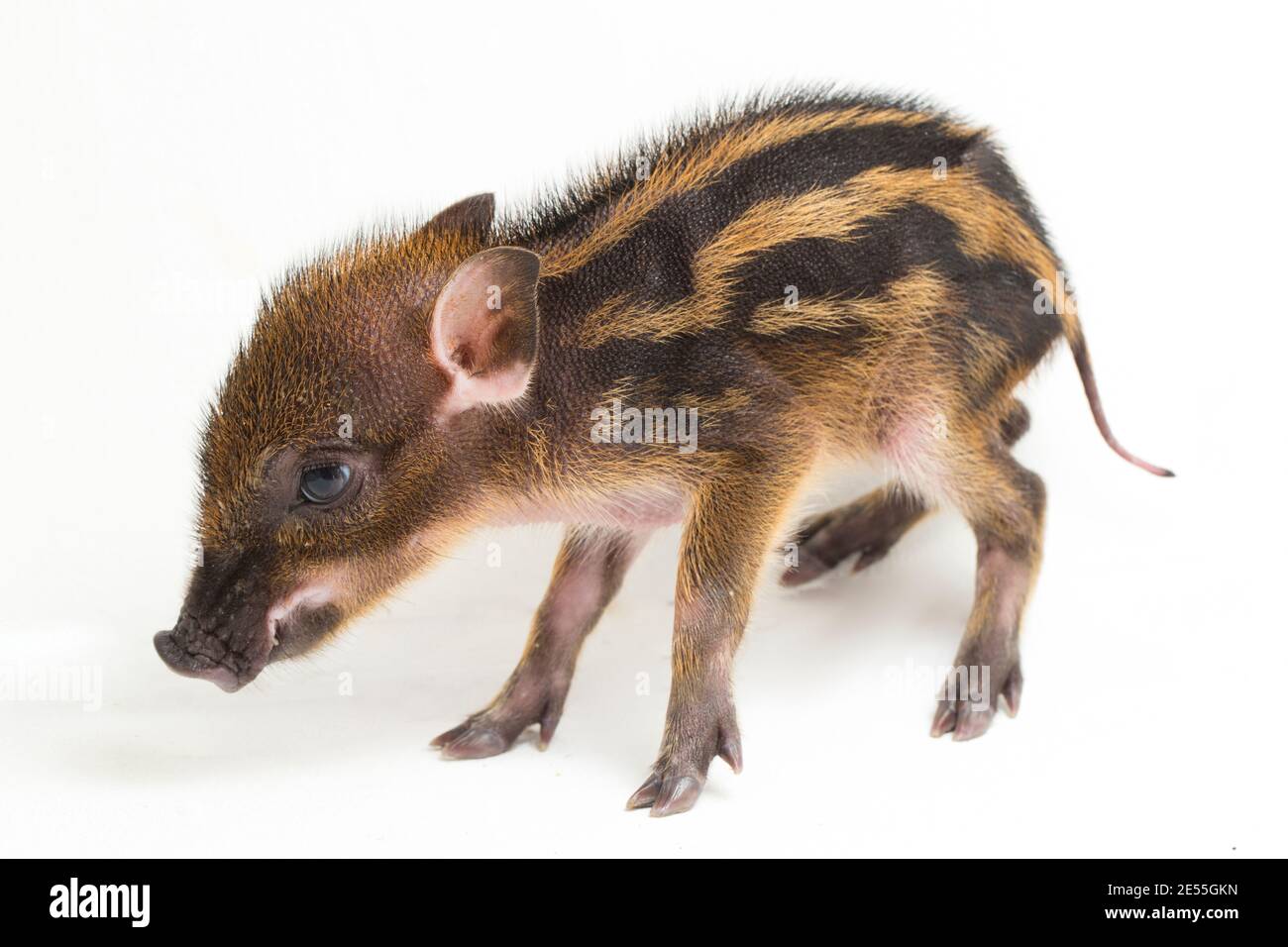 The baby banded pig (Sus scrofa vittatus) also known as the Indonesian ...
