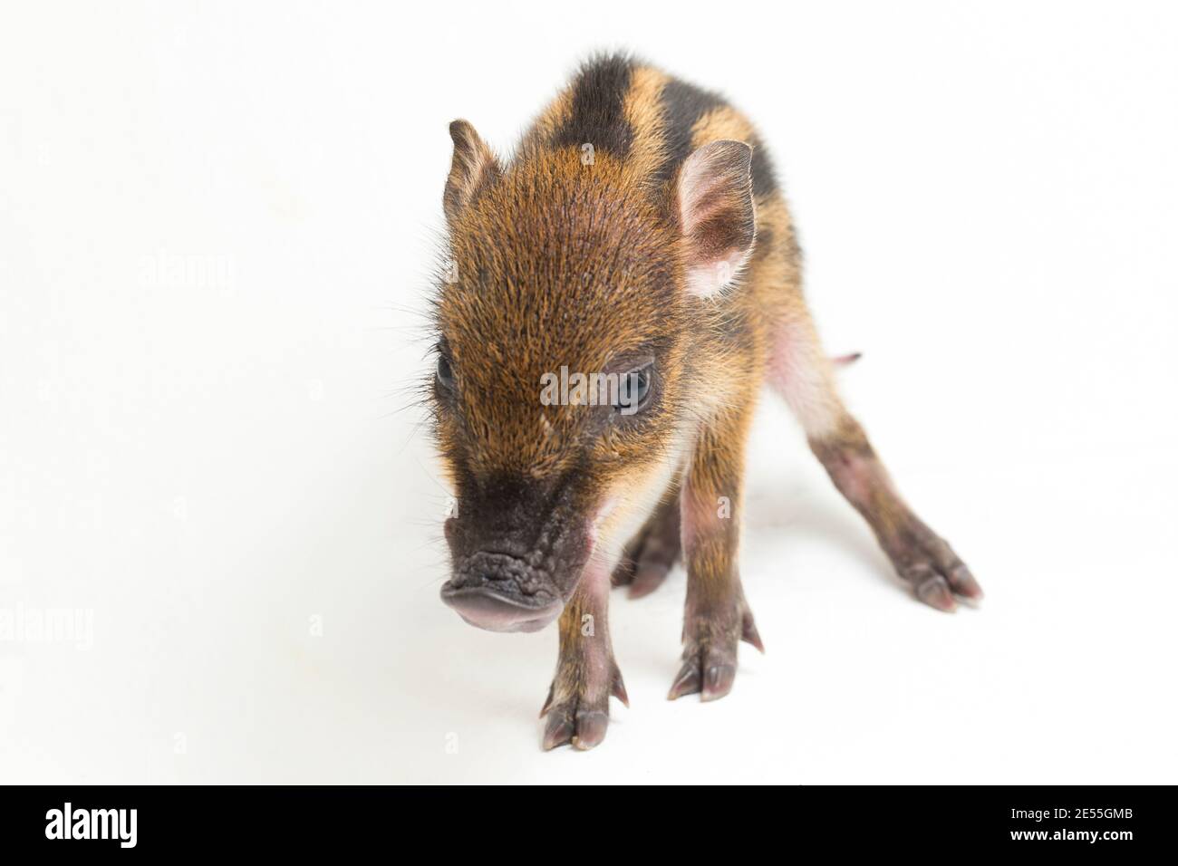 The baby banded pig (Sus scrofa vittatus) also known as the Indonesian ...