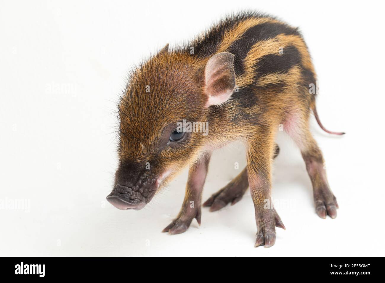 The baby banded pig (Sus scrofa vittatus) also known as the Indonesian ...