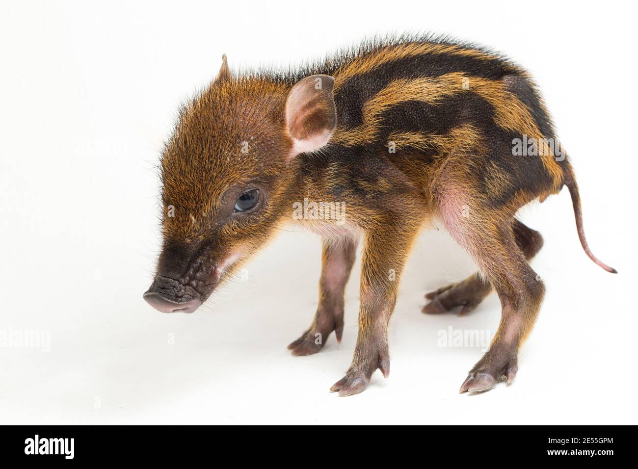 The baby banded pig (Sus scrofa vittatus) also known as the Indonesian ...
