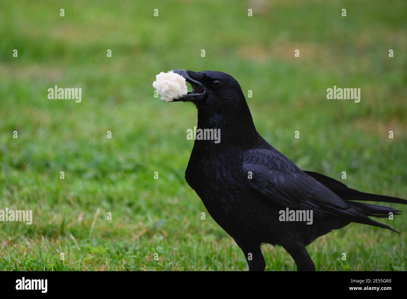 Crow and bread hi-res stock photography and images - Alamy