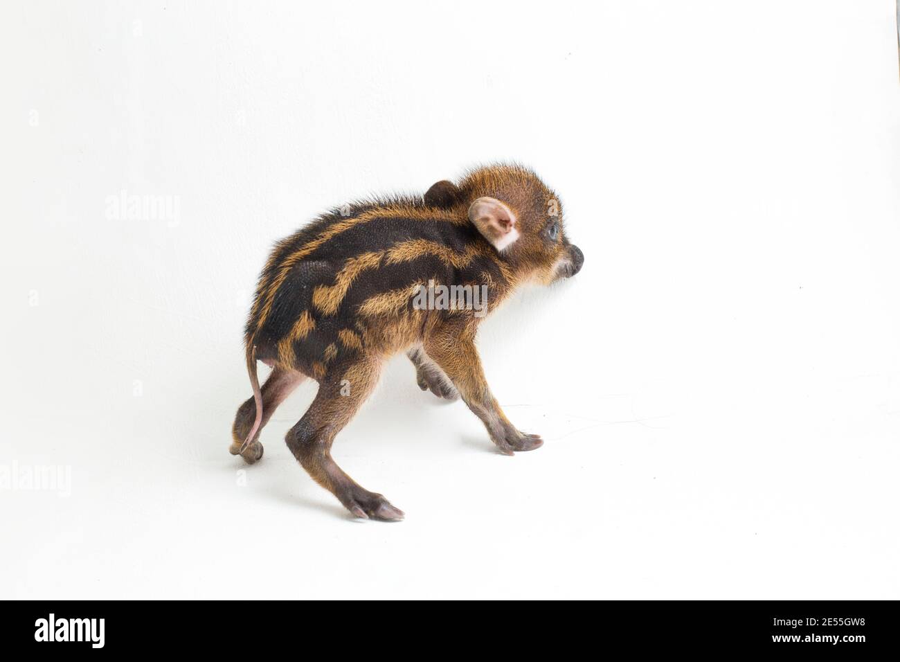Banded Pig High Resolution Stock Photography and Images - Alamy