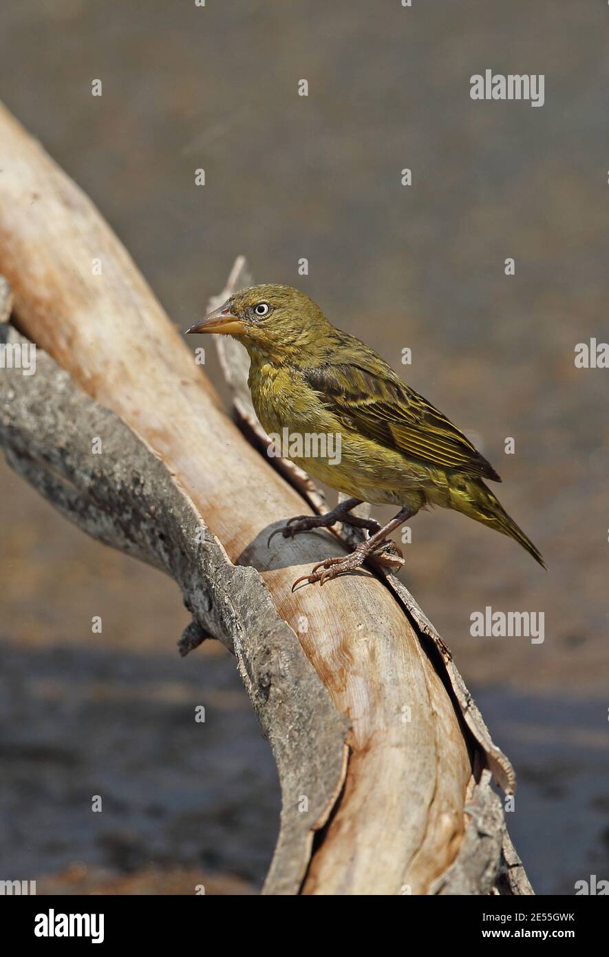 Cape Weaver (Ploceus capensis) adult female damp after bathing ...