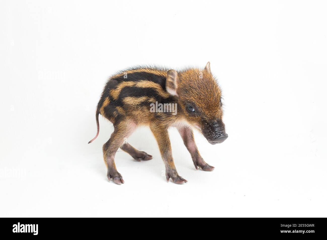 The baby banded pig (Sus scrofa vittatus) also known as the Indonesian ...