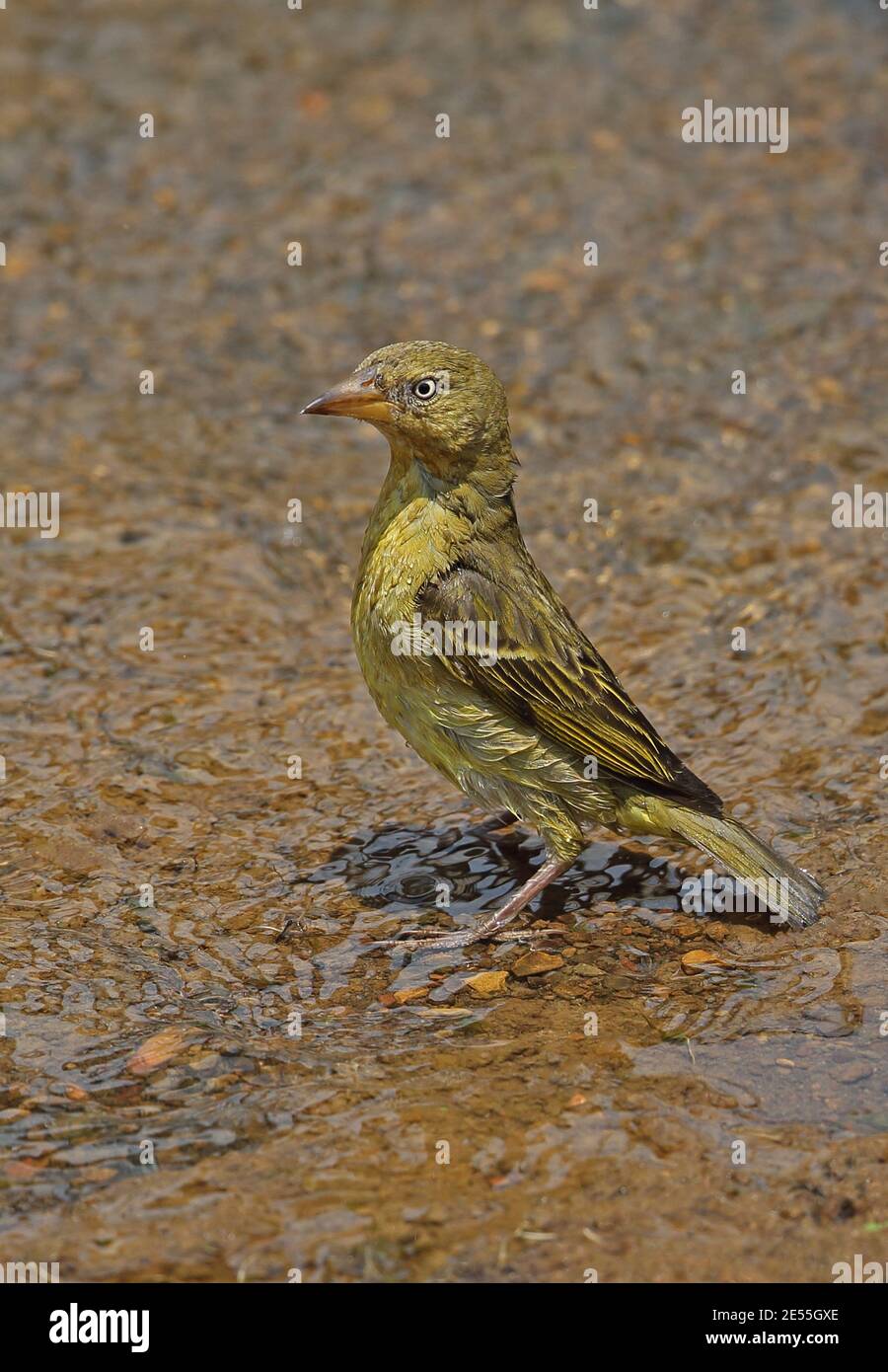 Female cape weaver bird hi-res stock photography and images - Alamy