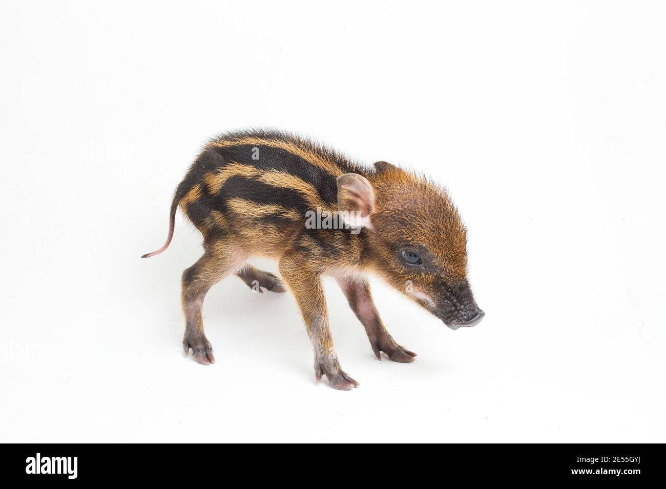 The baby banded pig (Sus scrofa vittatus) also known as the Indonesian ...