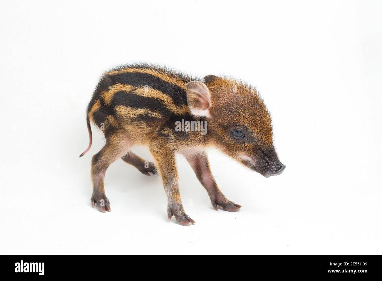The baby banded pig (Sus scrofa vittatus) also known as the Indonesian ...